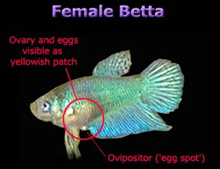 Panitia Sains Pertanian